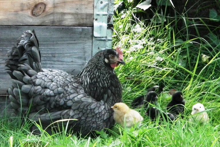 Raising Chicks with Mother Hen - Backyard Poultry